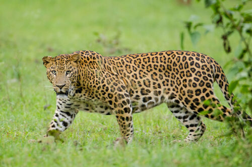 10 Best Wildlife Sanctuary Near Pune To Visit • Travelothon