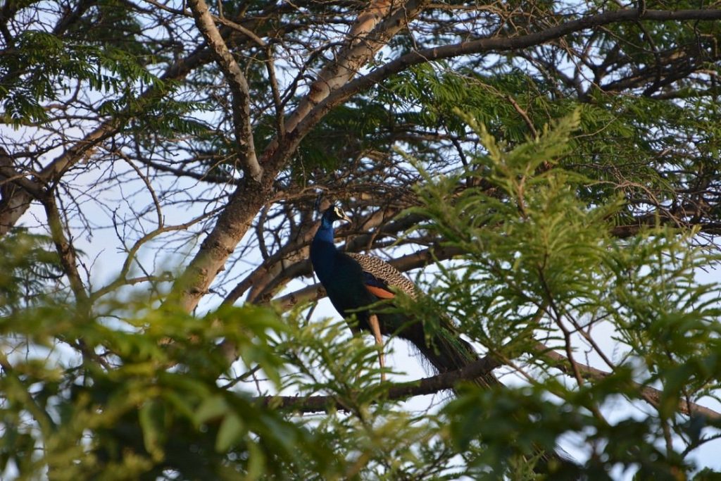 10 Best Wildlife Sanctuary Near Pune To Visit • Travelothon