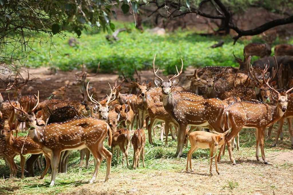 10 Best Wildlife Sanctuary Near Pune To Visit • Travelothon