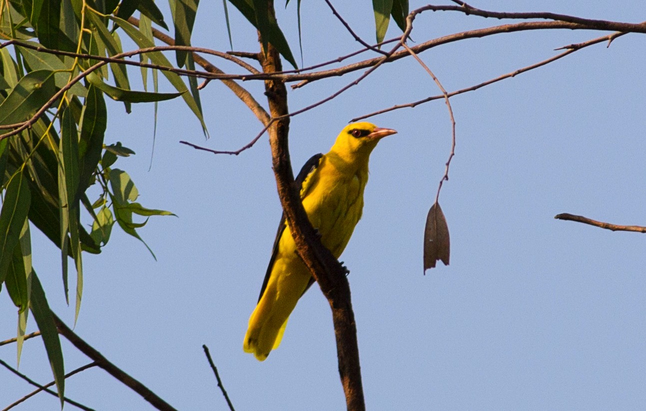 How Many National Parks in Maharashtra | Best National Parks and ...