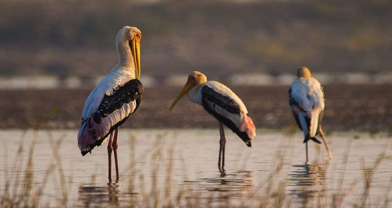 11 Famous Bird Sanctuary In Uttar Pradesh • Travelothon