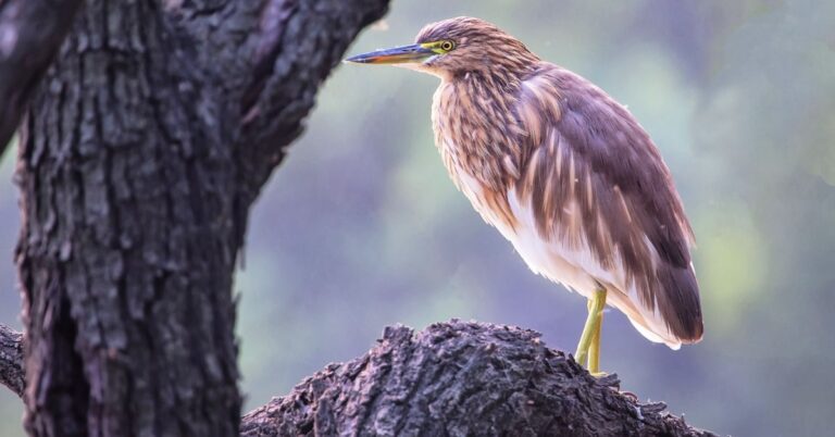 11 Famous Bird Sanctuary In Uttar Pradesh • Travelothon